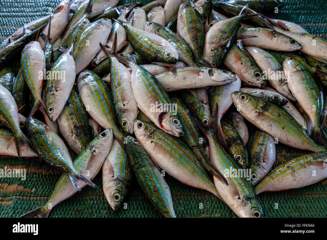 Fresh Fish For Sale At The Fish Market, Muttrah, Muscat, Sultanate Of ...