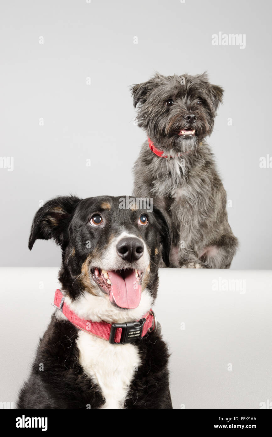 two dogs sitting together with a grey background behind Stock Photo - Alamy