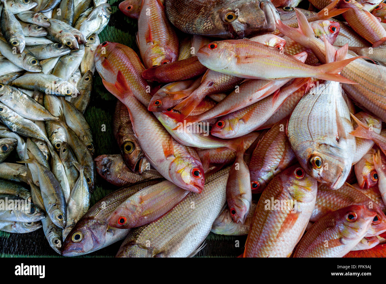 Fresh Fish For Sale At The Fish Market, Muttrah, Muscat, Sultanate Of ...