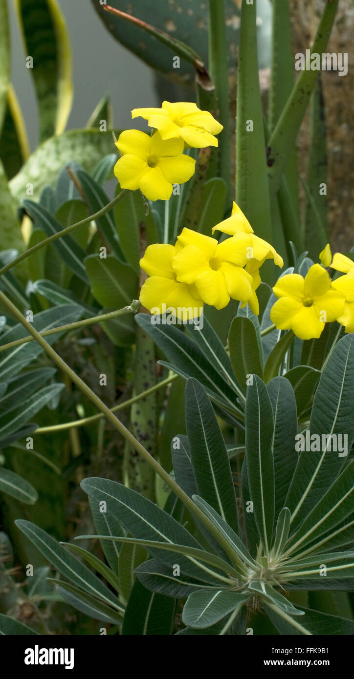 Pachypodium tree hi-res stock photography and images - Alamy