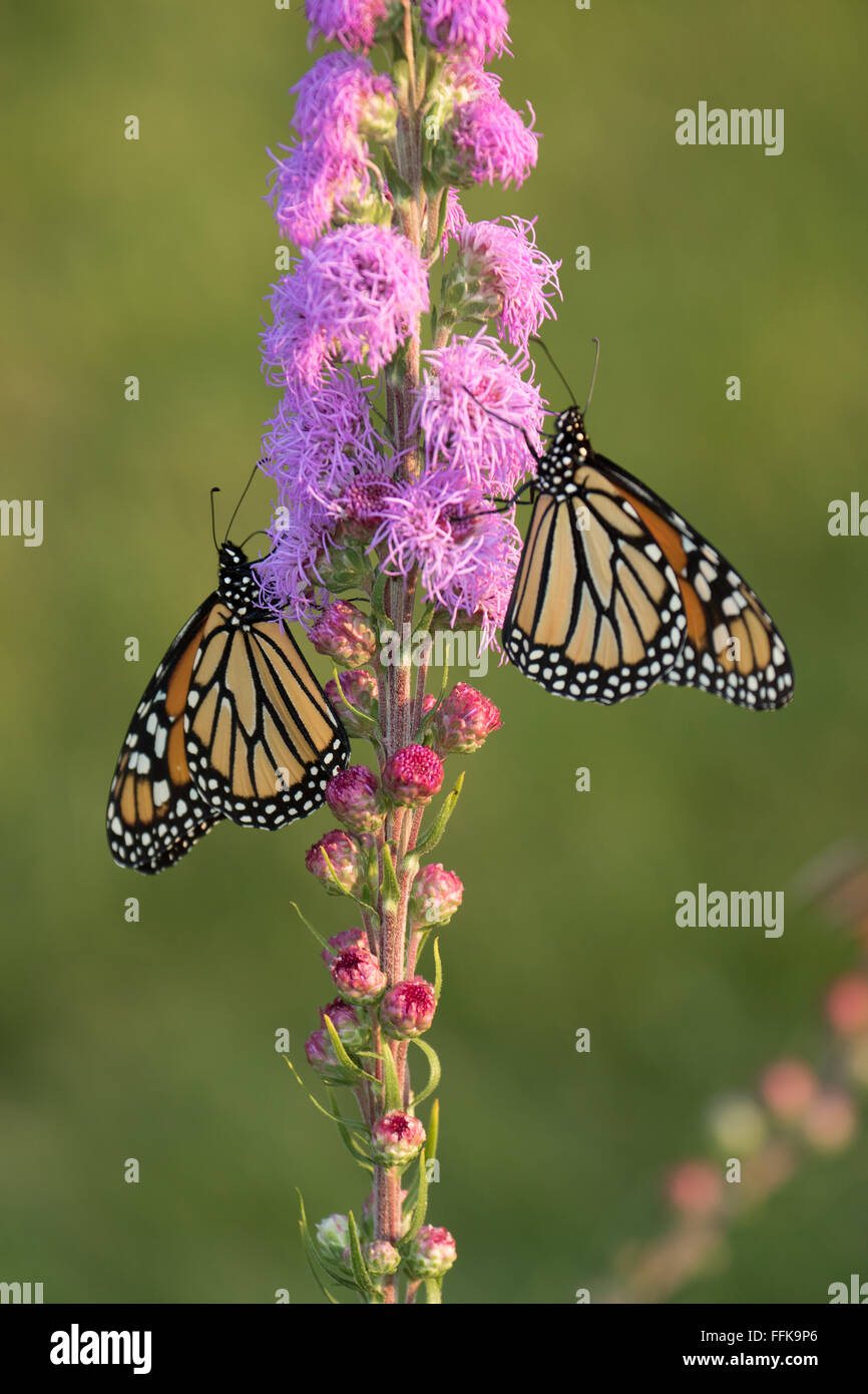 Two monarch butterflies hi-res stock photography and images - Alamy
