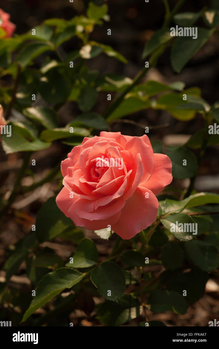 Rosa COUNTESS CELESTE, Rose Stock Photo - Alamy