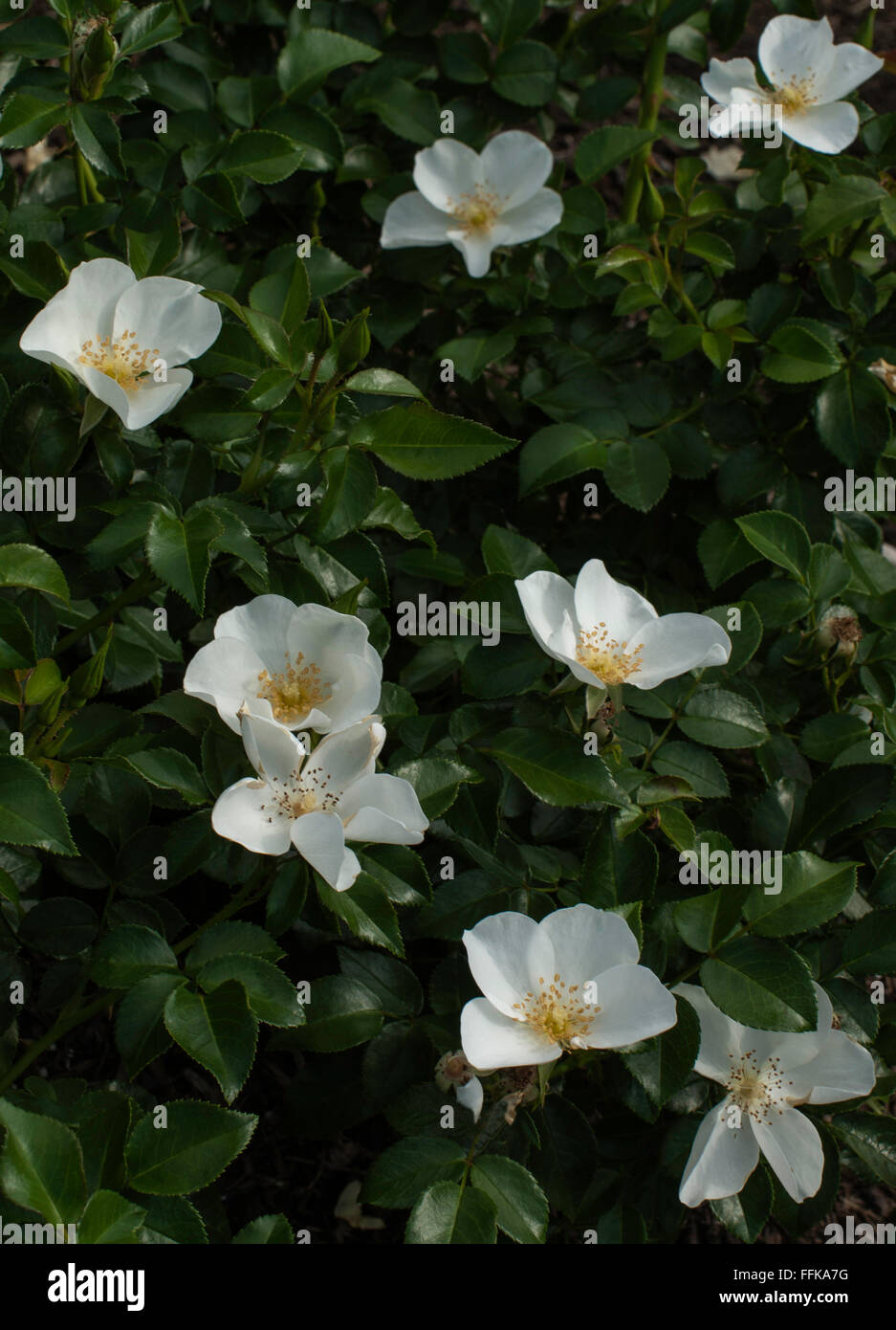 Escimo rose hi-res stock photography and images - Alamy