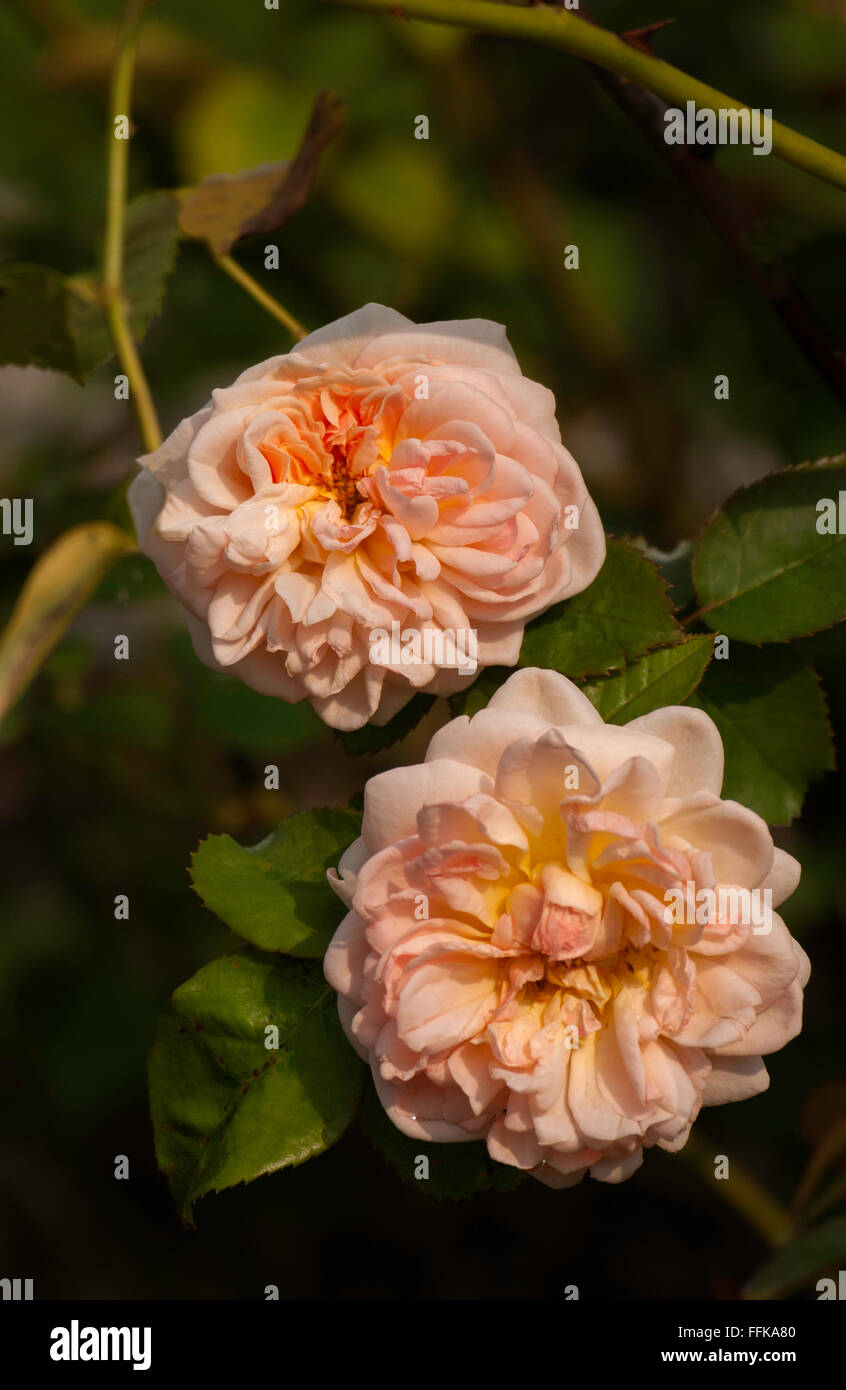 Evelyn colorful hi-res stock photography and images - Alamy