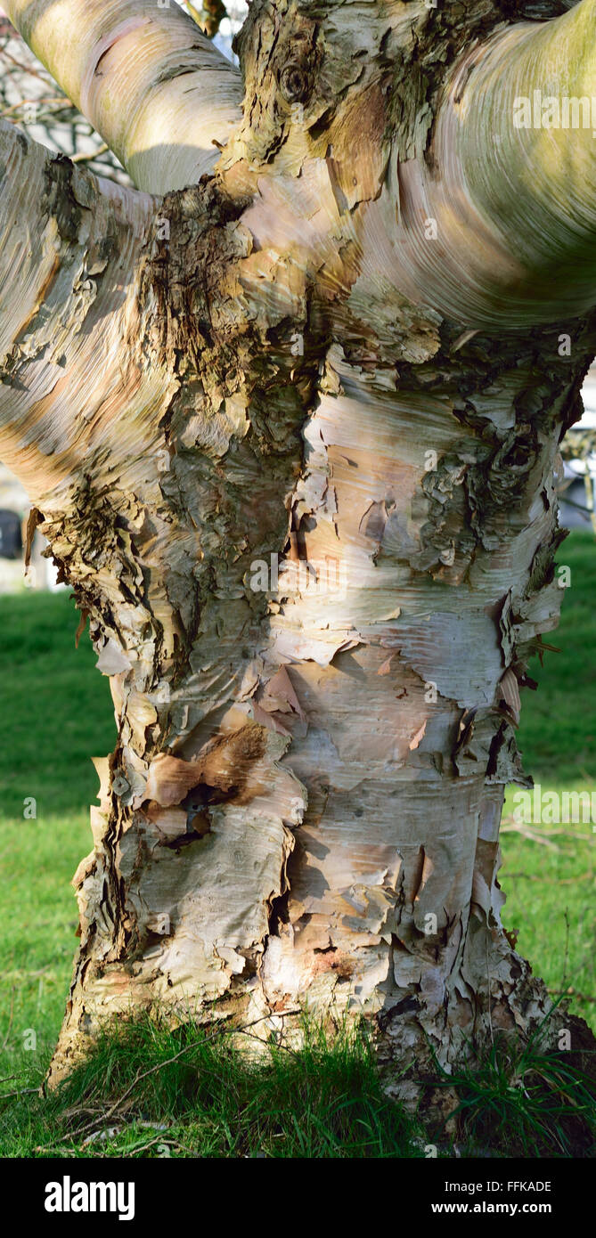 Tree trunk and bark as natures abstract art Stock Photo - Alamy