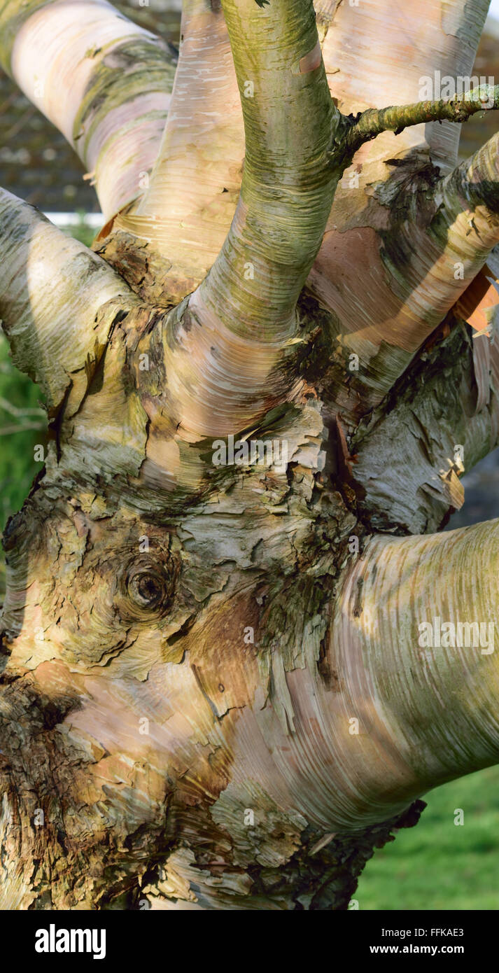 Tree trunk and bark as natures abstract Stock Photo - Alamy
