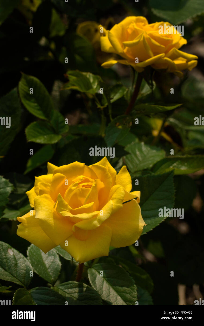 Rose gold color hi-res stock photography and images - Alamy