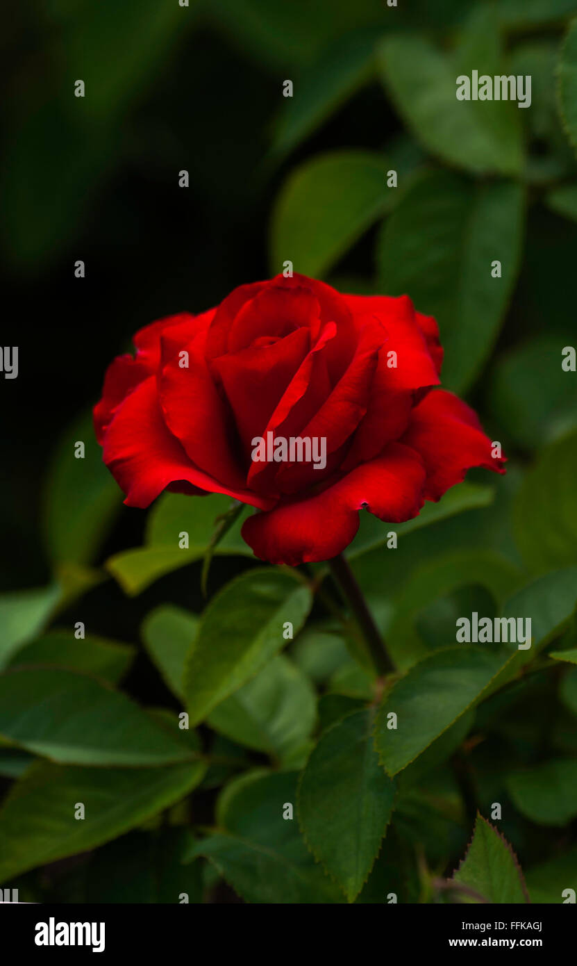 Amore High Resolution Stock Photography and Images - Alamy