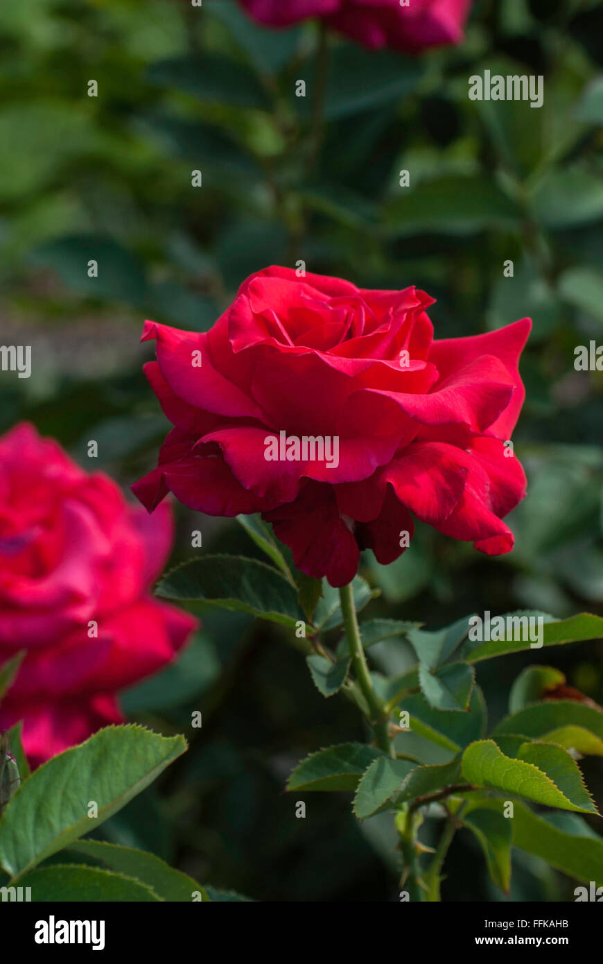 Rosa, Let Freedom Ring, Rose, HYBRID TEA, RED Stock Photo - Alamy
