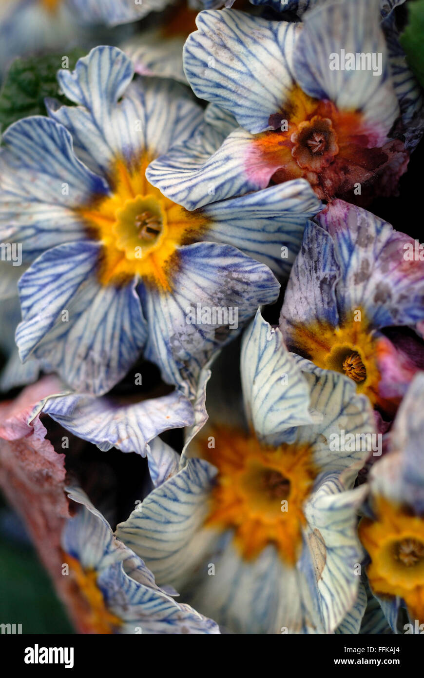 Dead Flowers / Primula Stock Photo - Alamy