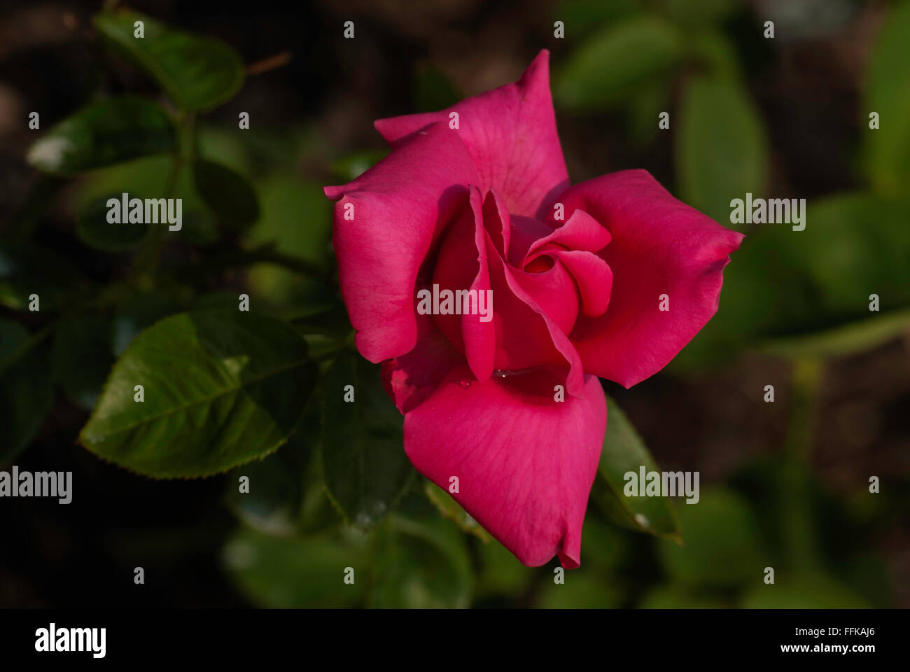 Rosa, Miss All-American Beauty, Rose Stock Photo - Alamy