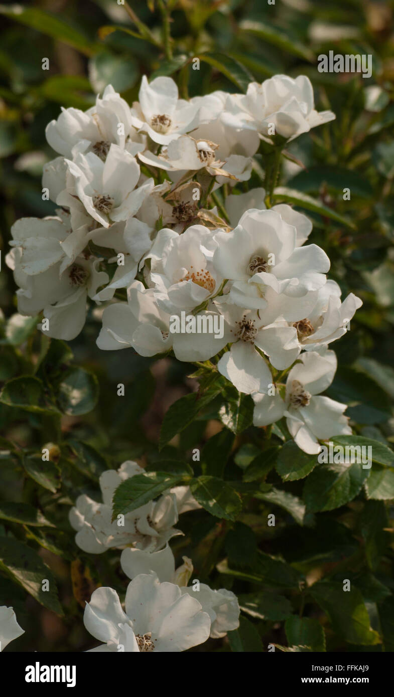 Rose river hi-res stock photography and images - Alamy