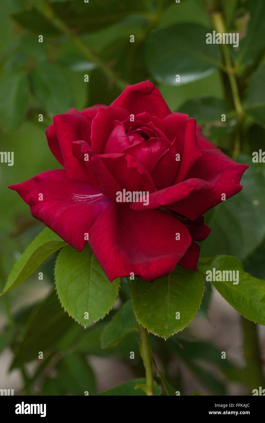 New hybrid shrub rose hi-res stock photography and images - Alamy