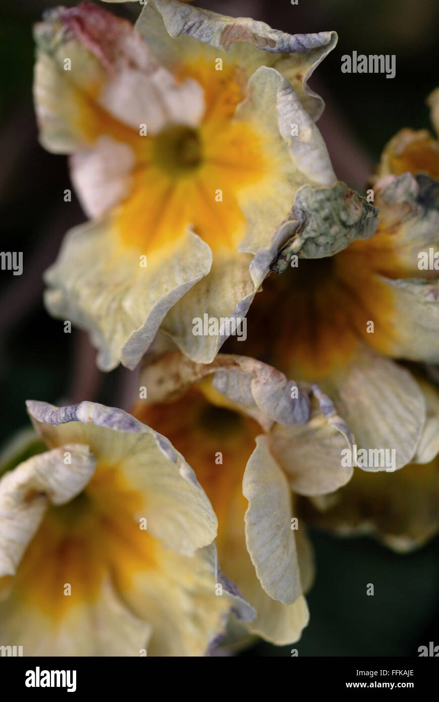 Dead Flowers / Primula Stock Photo - Alamy