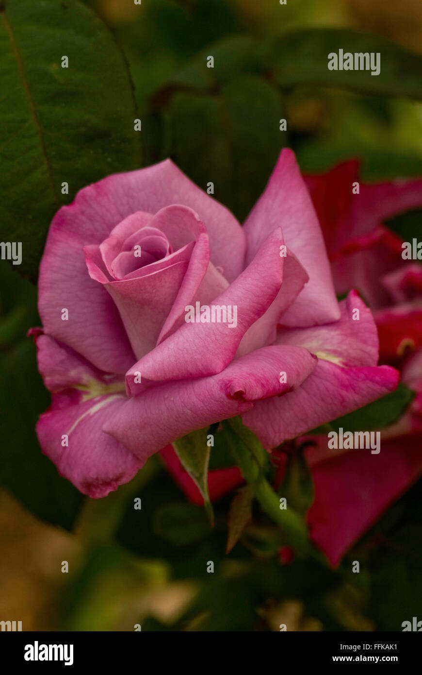 Rosa PARADISE, Rose Stock Photo - Alamy