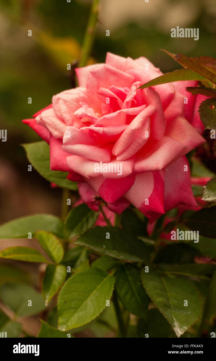 Rosa PORTRAIT, rose Stock Photo - Alamy