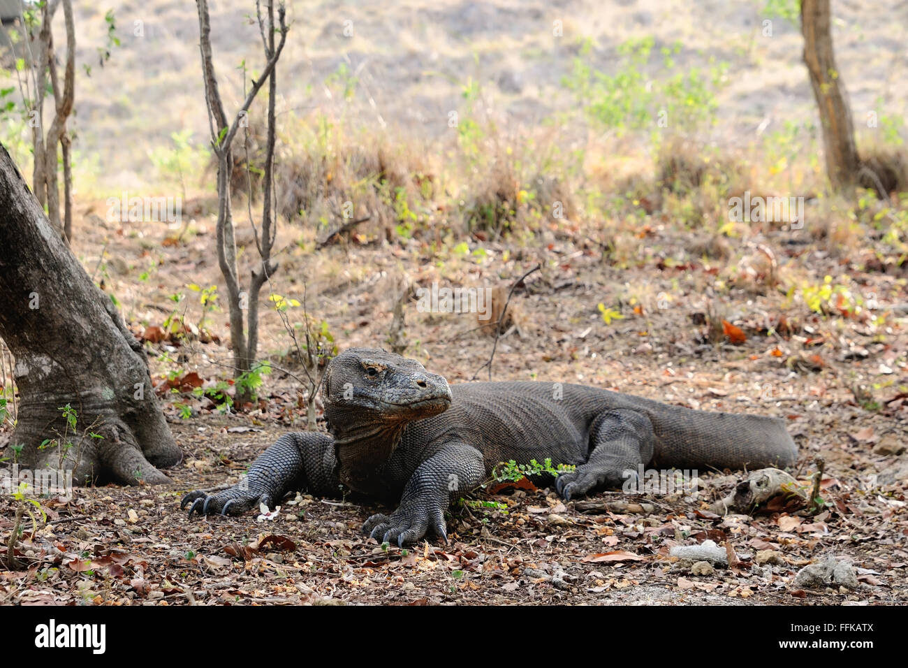 A Komodo dragon resting under the tree in the Komodo national park is ...