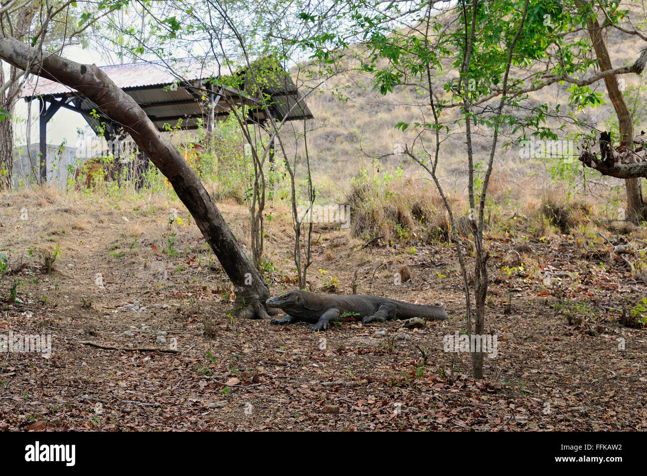 Komodo dragon tail hi-res stock photography and images - Alamy