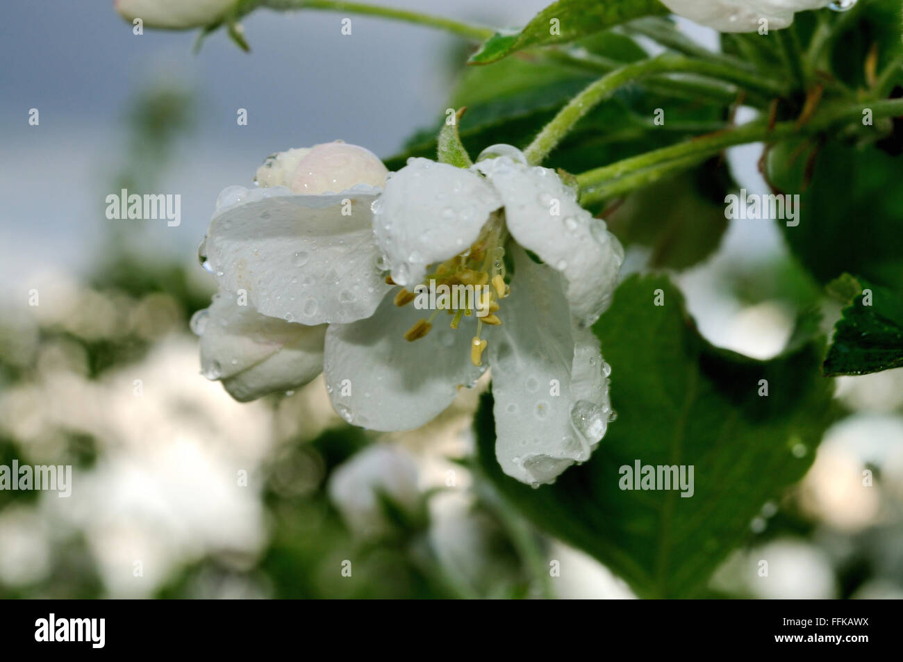 A close up shot of an apple tree blossom made after heavy rain Stock ...
