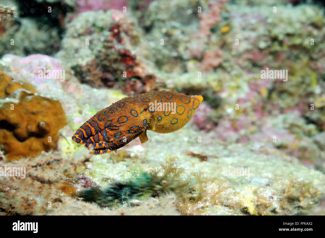 An extremely venomous blue-ringed octopus is trying to swim away ...