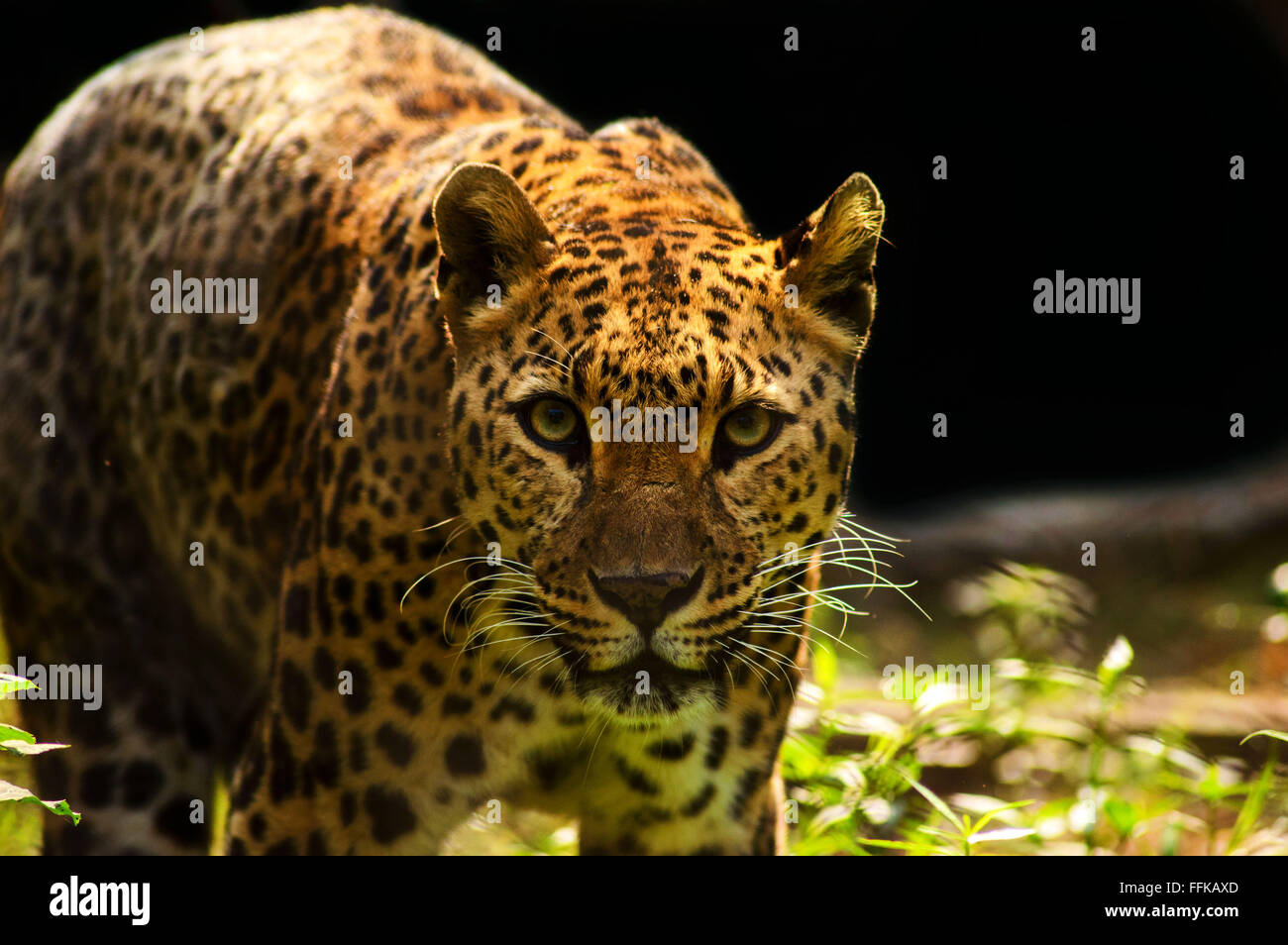 Black leopard dangerous hi-res stock photography and images - Alamy