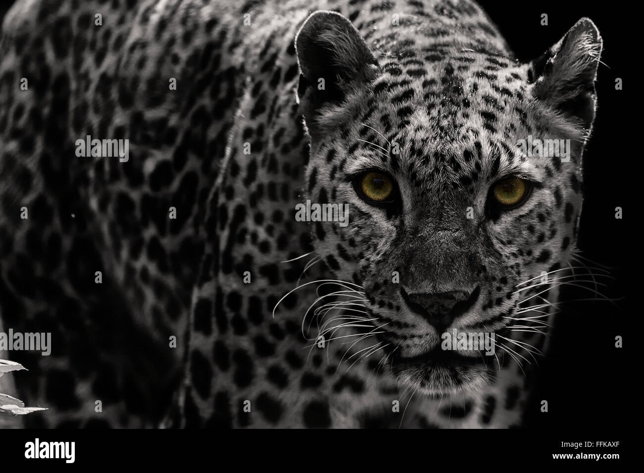 Carnivore spotted leopard hi-res stock photography and images - Alamy