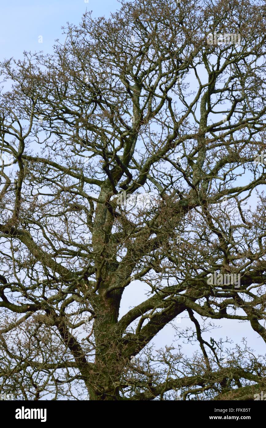Tree in winter Stock Photo - Alamy