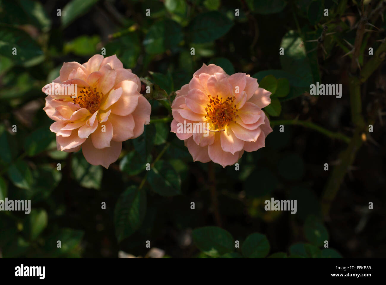 Rosa WHAT A PEACH Stock Photo - Alamy