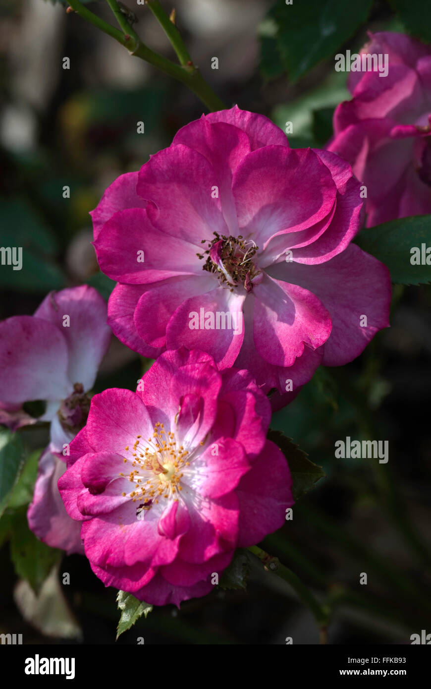 Rosa " Purple Simplicity" , Rose Stock Photo - Alamy