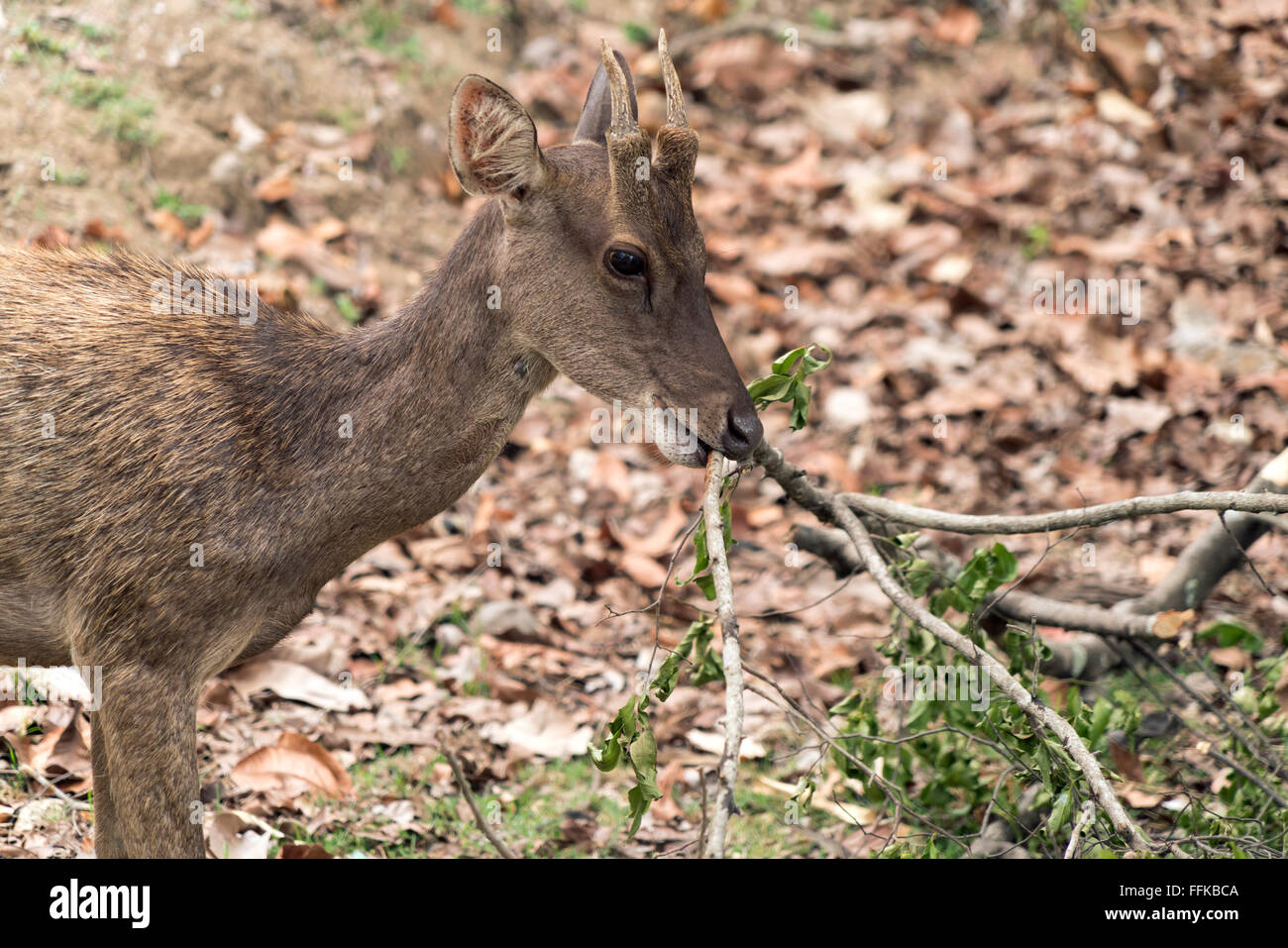 Javan rusa or Sunda sambar (Rusa timorensis) wildlife, Komodo National ...