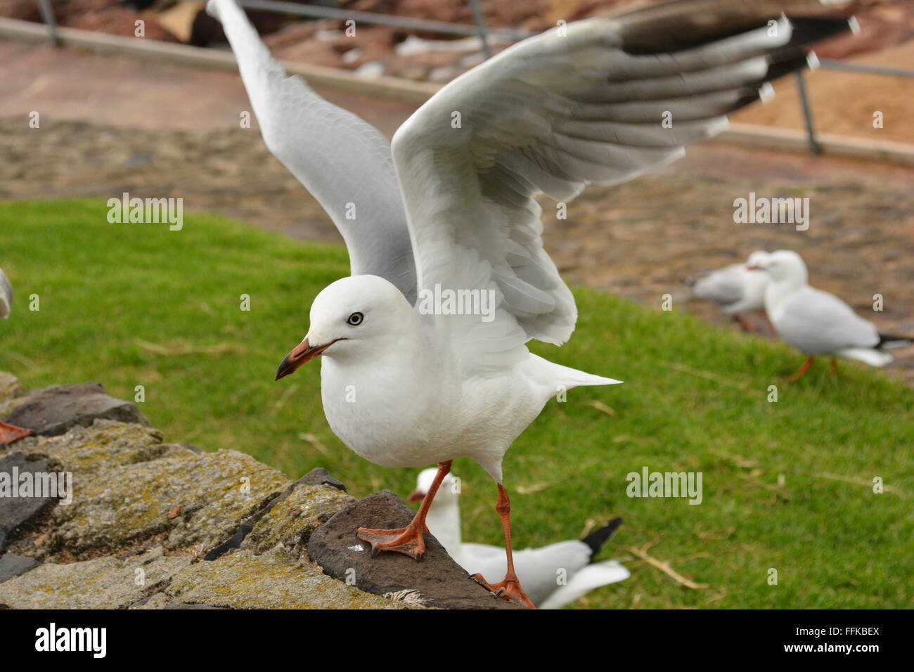 Wings extended birds hi-res stock photography and images - Alamy