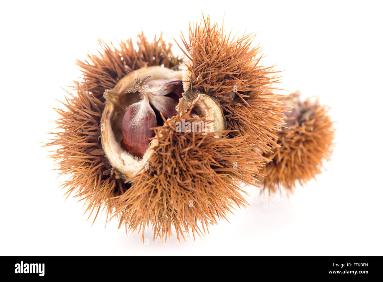 Chestnuts with shell isolated on white background Stock Photo - Alamy