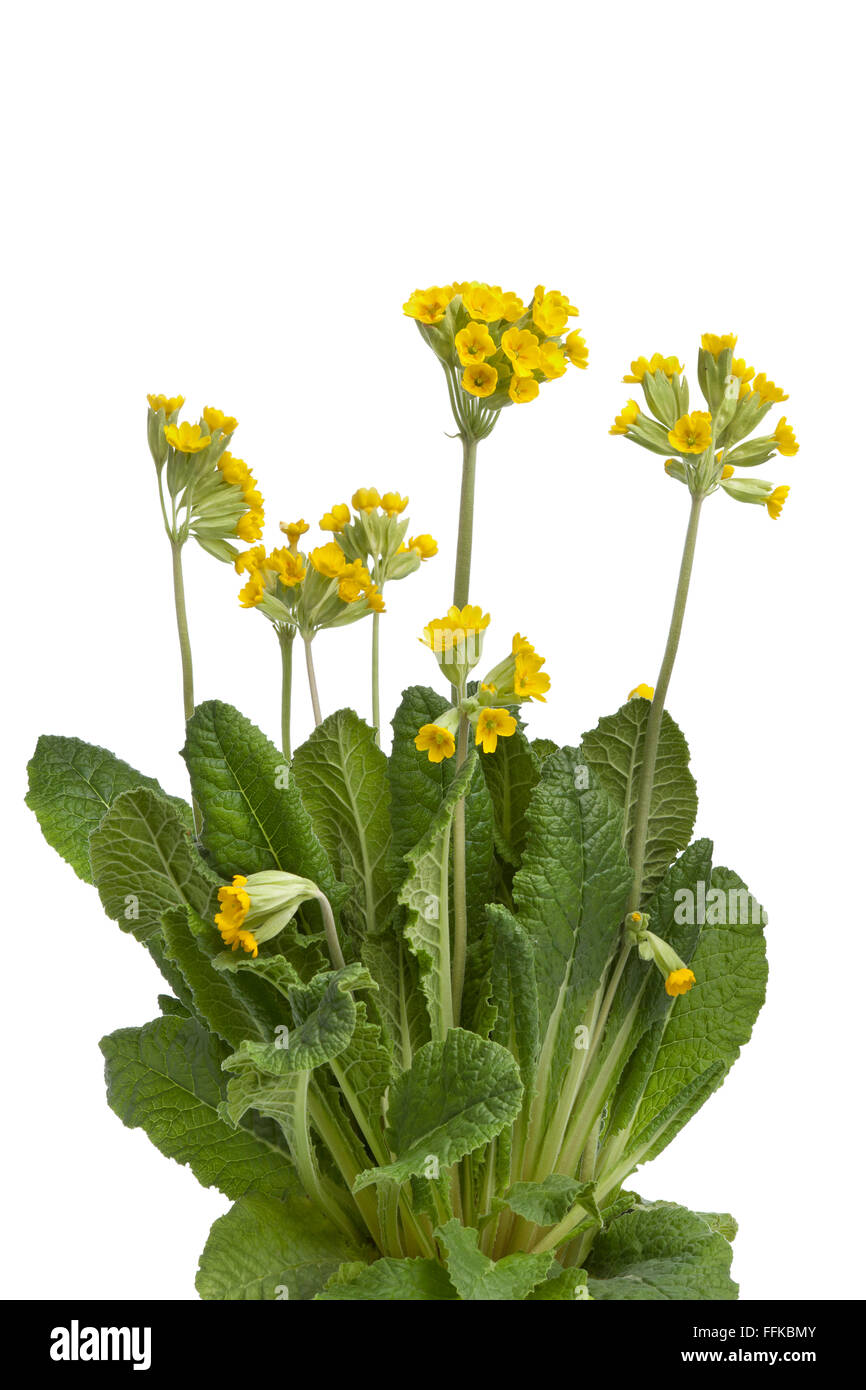 Spring flowers cut out hi-res stock photography and images - Alamy
