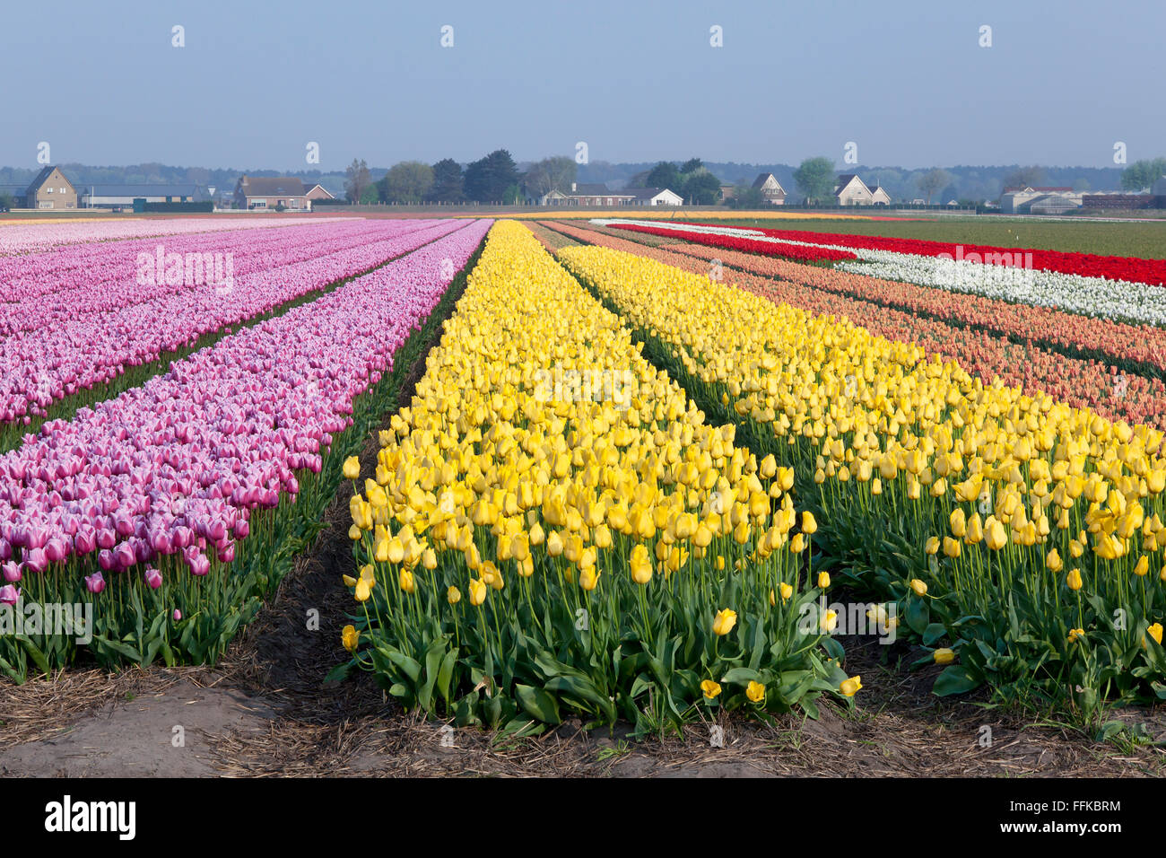 Dutch Tulip fields in springtime Stock Photo - Alamy