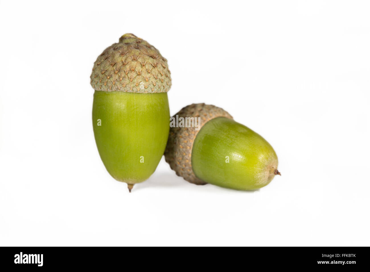 Acorn freshness hi-res stock photography and images - Alamy