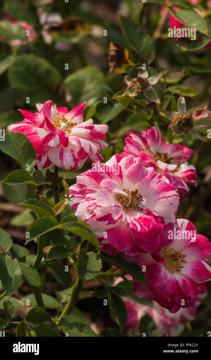Rosa ROCKIN ROBIN, Rose Stock Photo - Alamy