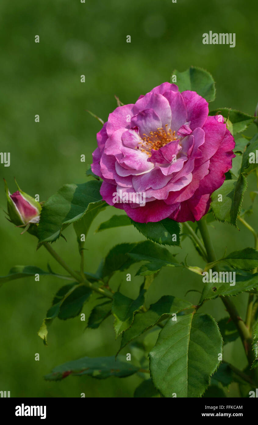 Rose bud wild flowers hi-res stock photography and images - Alamy
