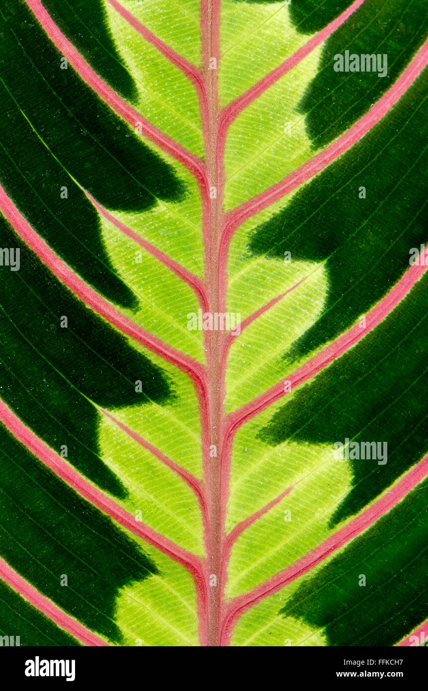 Green leaf with red veins closeup background Stock Photo - Alamy