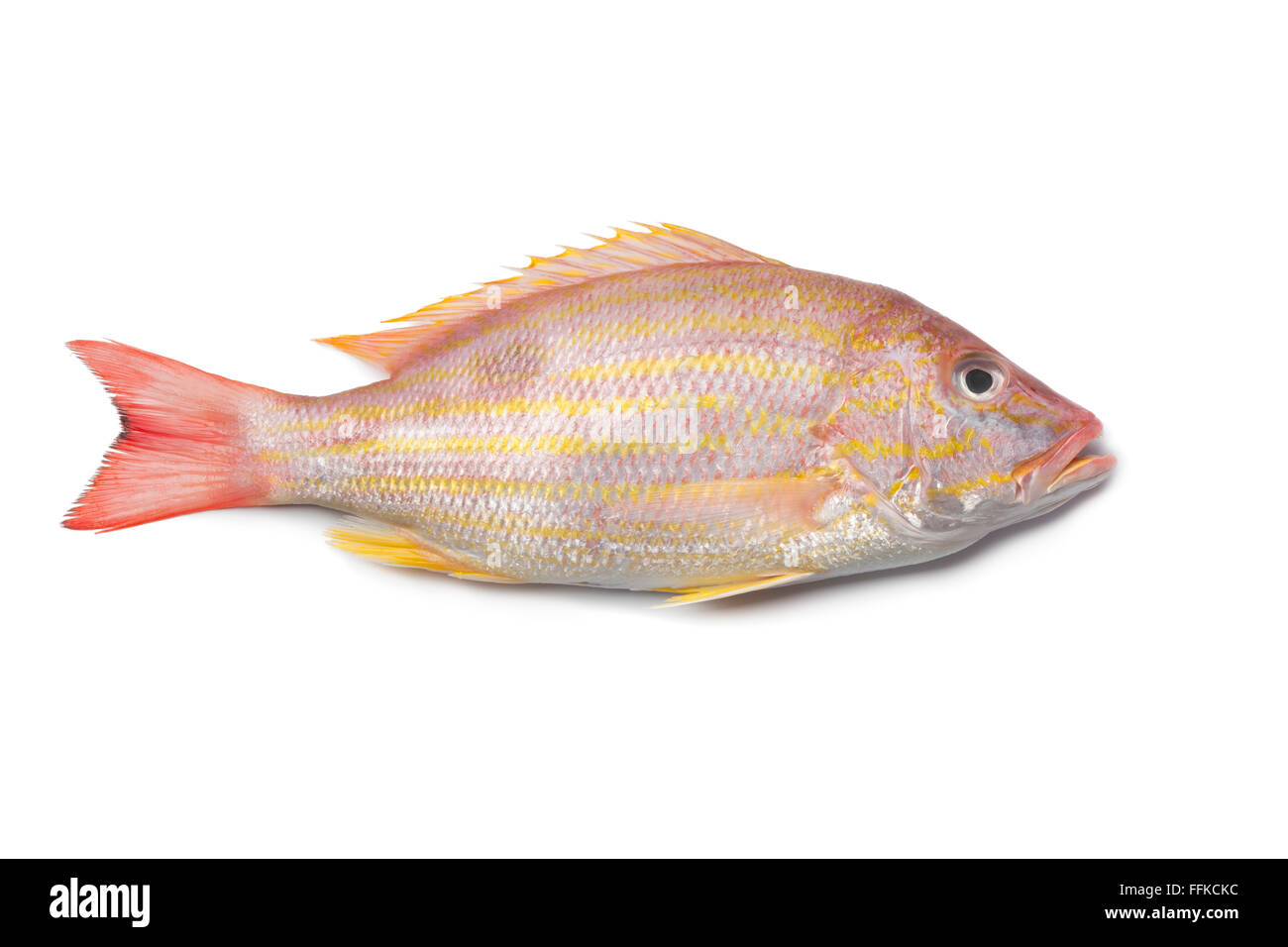 Lane snapper hi-res stock photography and images - Alamy