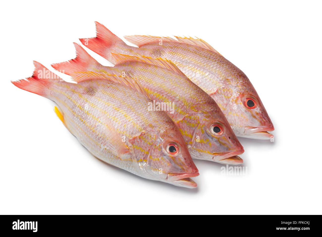 Lane snappers hi-res stock photography and images - Alamy