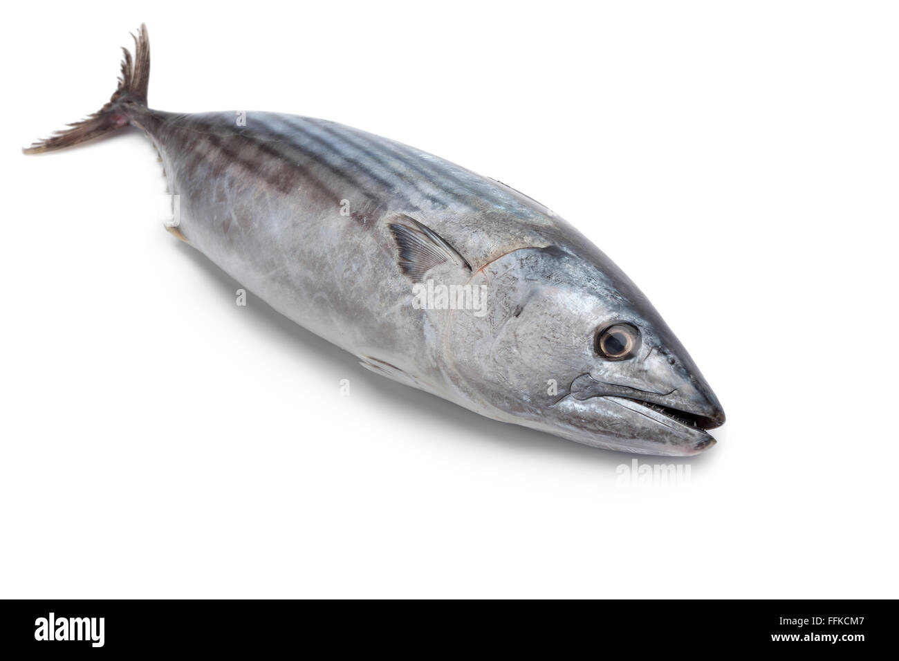 Little Tunny High Resolution Stock Photography and Images - Alamy