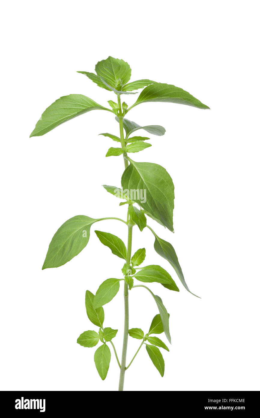 Lemon basil hi-res stock photography and images - Alamy