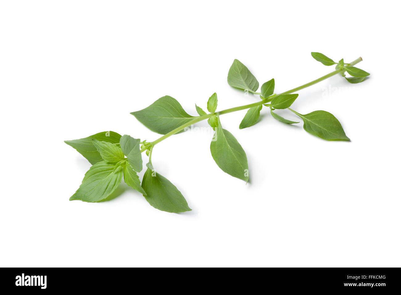 Lemon basil hi-res stock photography and images - Alamy