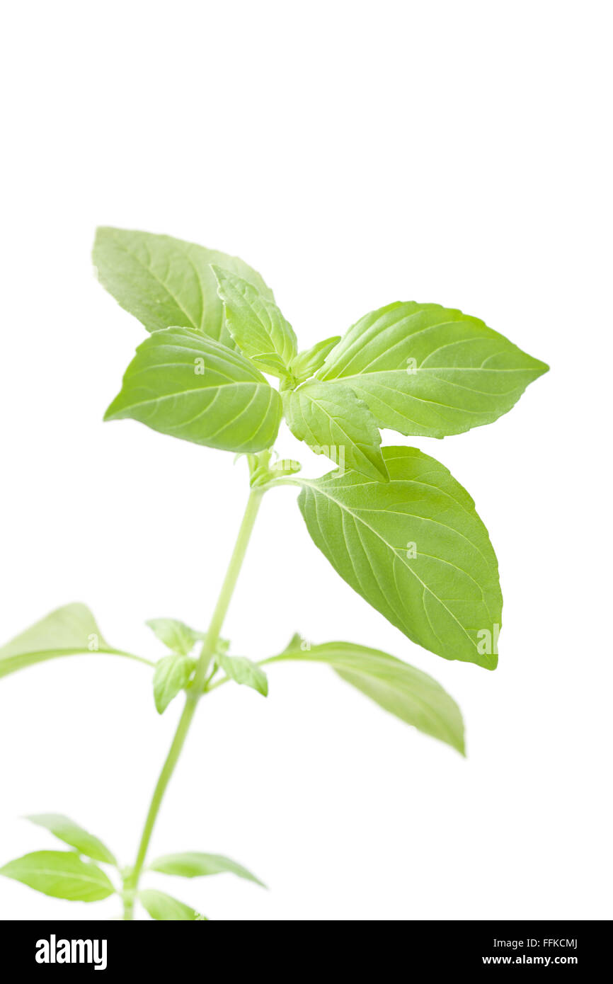 Twig of fresh lemon basil on white background Stock Photo - Alamy