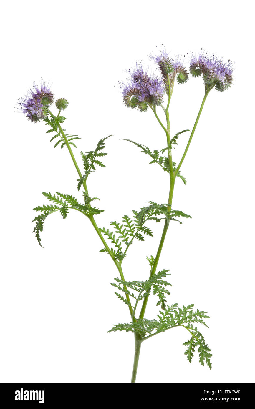 Fresh blooming scorpion weed on white background Stock Photo - Alamy
