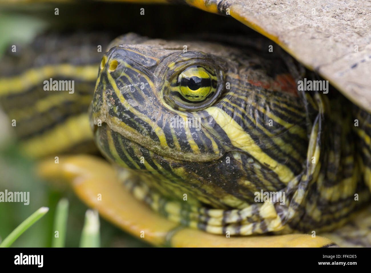Red Ear Turtle High Resolution Stock Photography and Images - Alamy