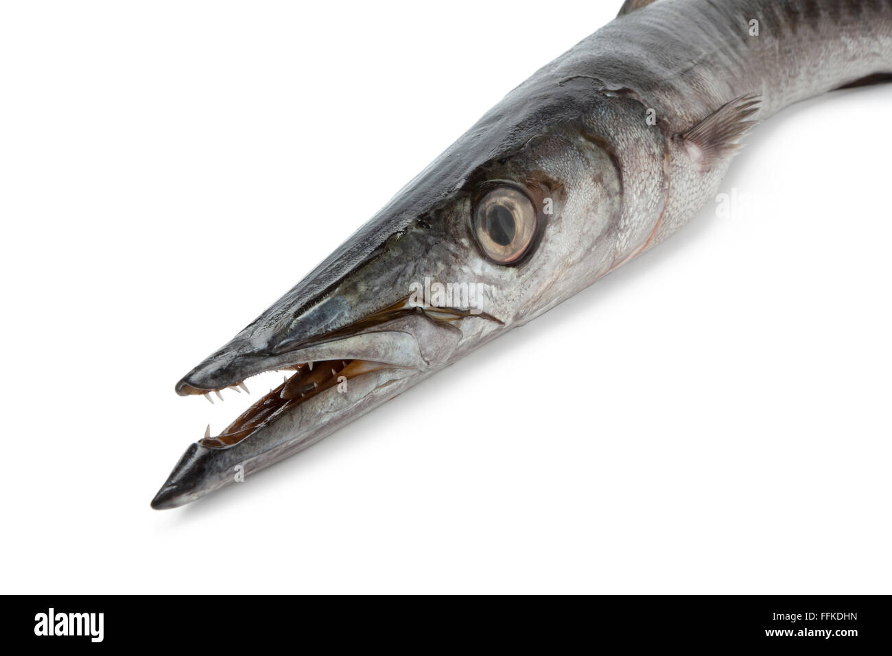 Barracuda fish hi-res stock photography and images - Alamy