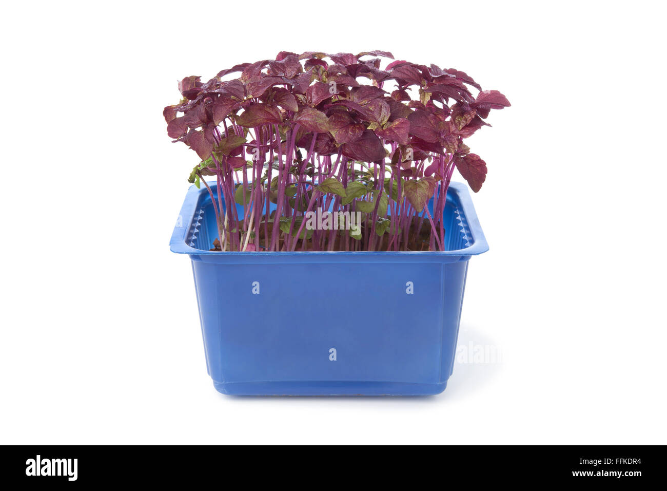 Fresh purple shiso in a blue plastic container on white background ...
