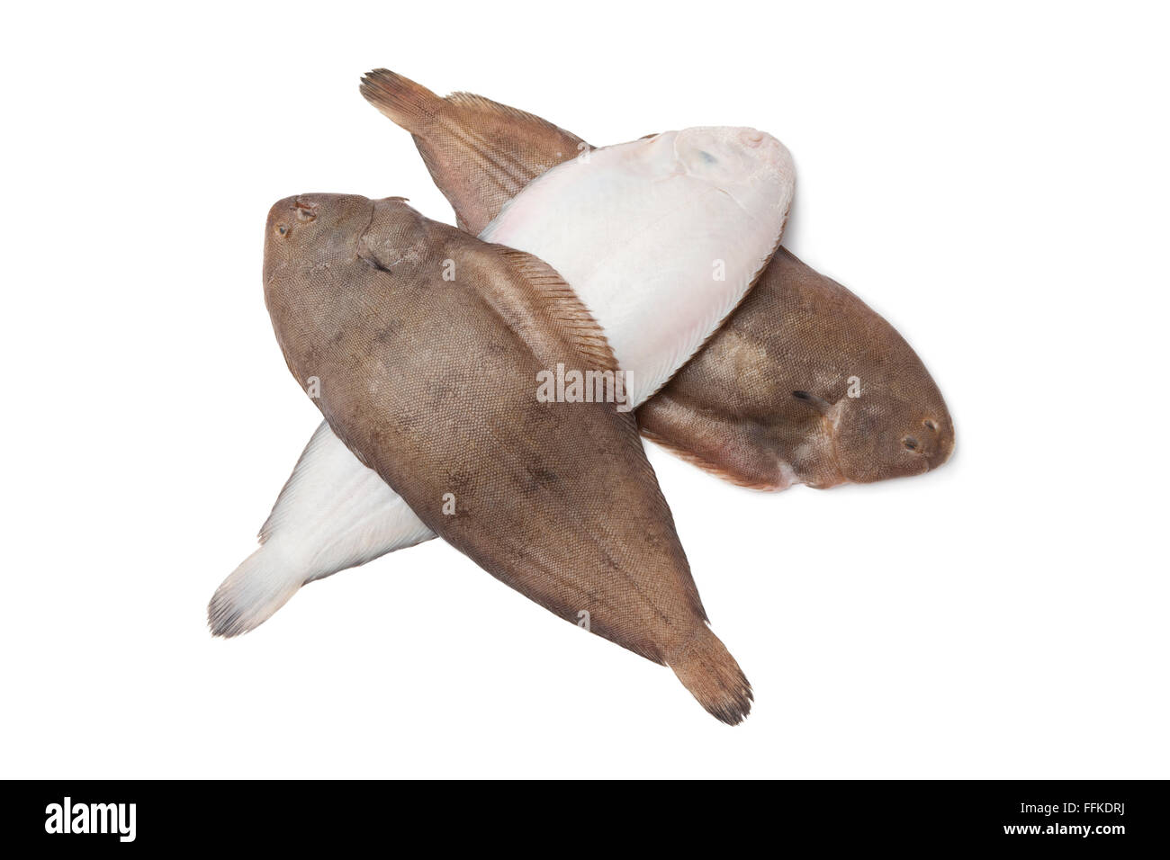 Fresh sole fishes on white background Stock Photo - Alamy