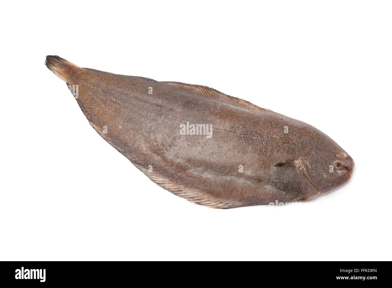 Sole fish hi-res stock photography and images - Alamy